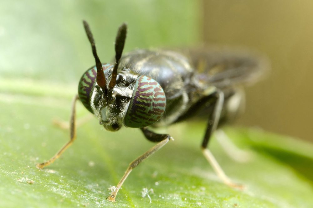 Biomaterials - InsectBiotech